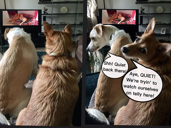 Terry Neason Music Terry Neason Band Brian Prentice